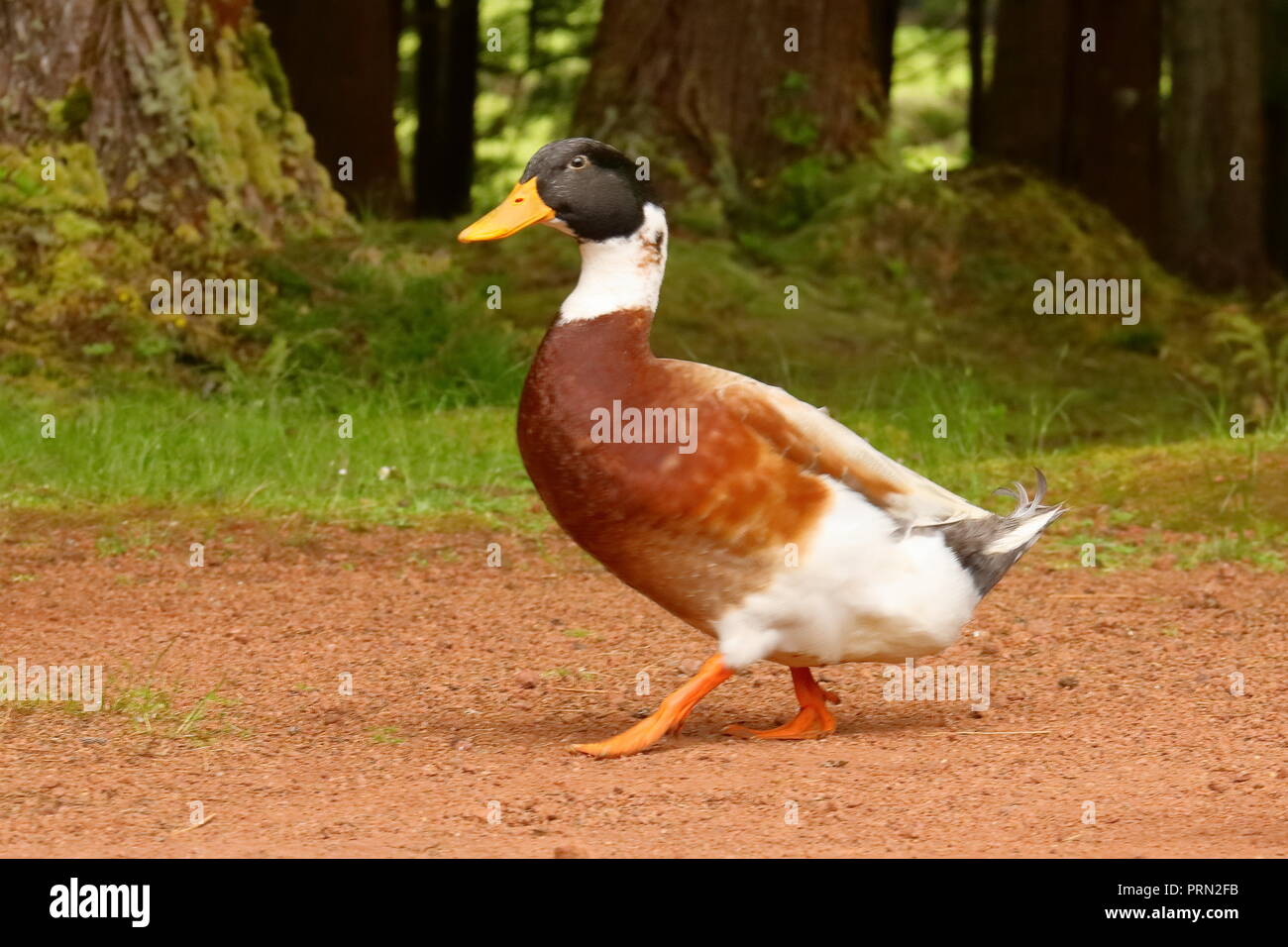 Duck isolated at the lake Stock Photo - Alamy