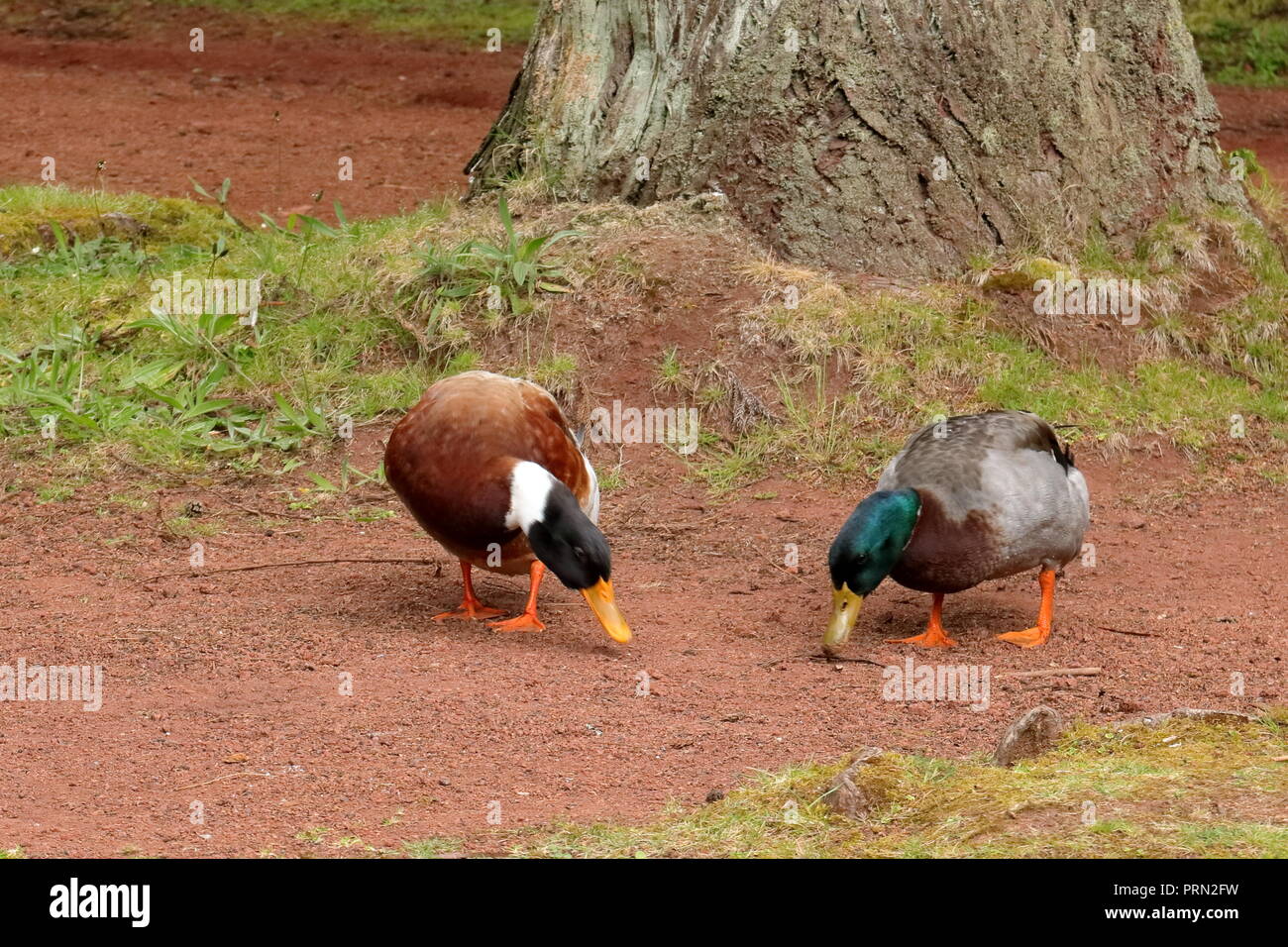 Duck isolated at the lake Stock Photo - Alamy