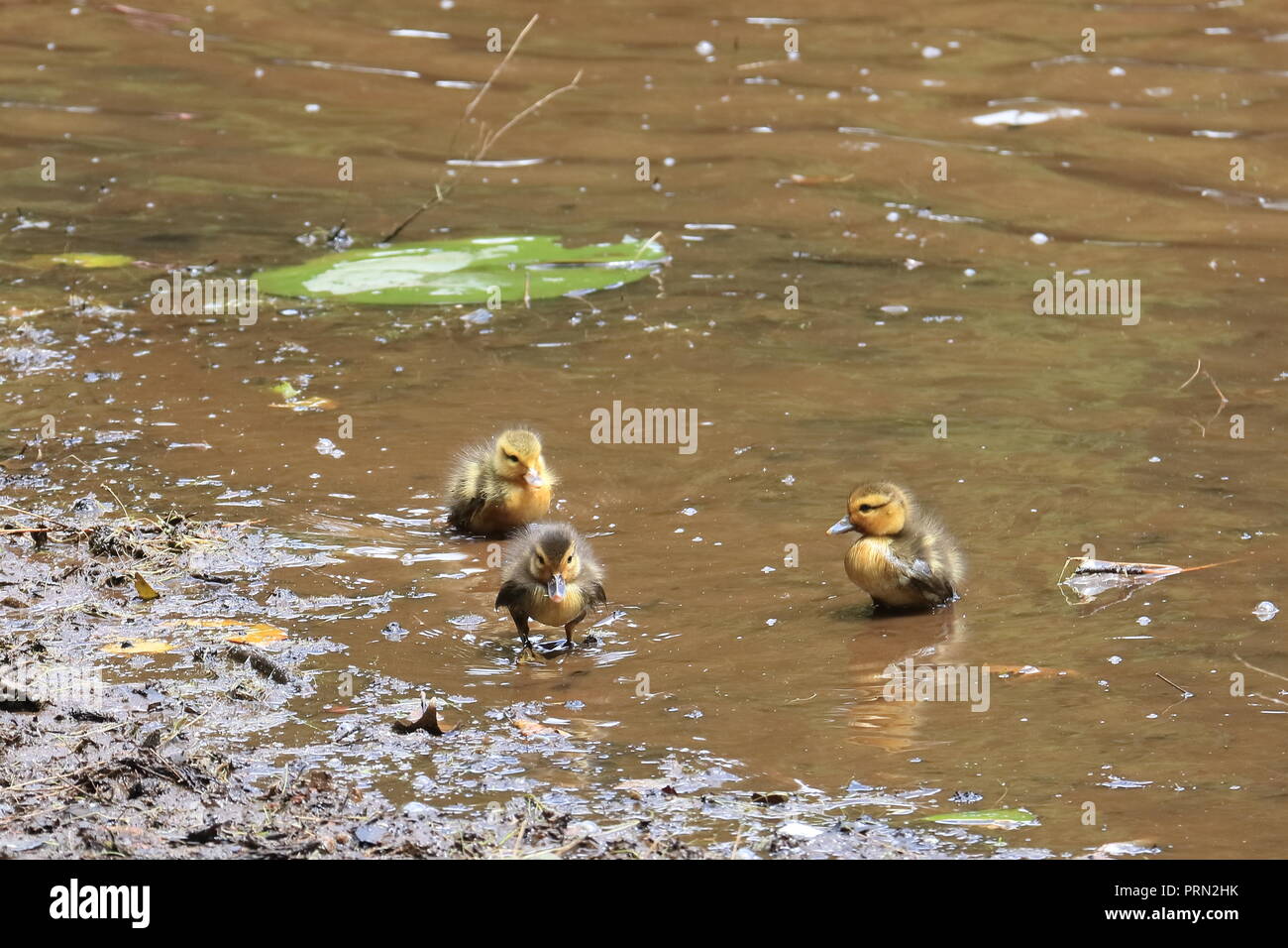 Small ducks isolated at the lake Stock Photo - Alamy