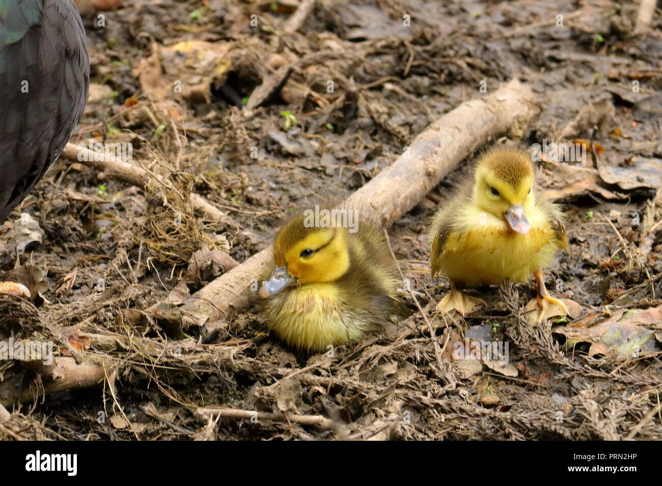 Small ducks isolated at the lake Stock Photo - Alamy