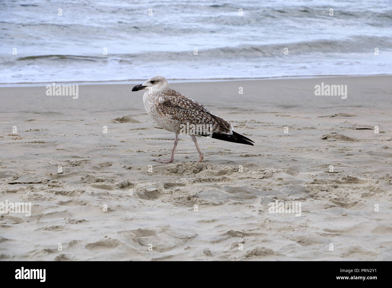 gull in close up isolated on beach Stock Photo - Alamy