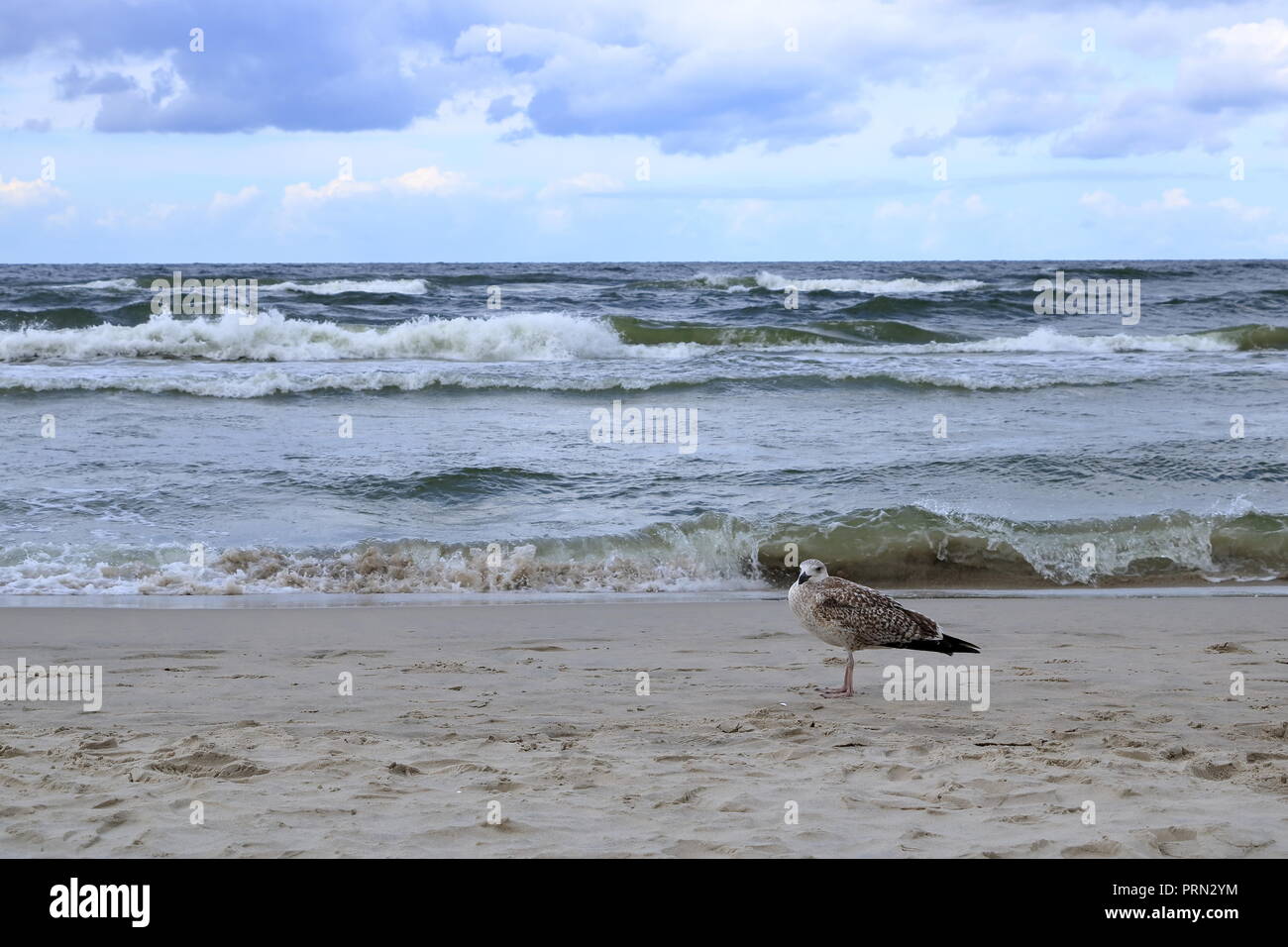 gull in close up isolated on beach Stock Photo - Alamy