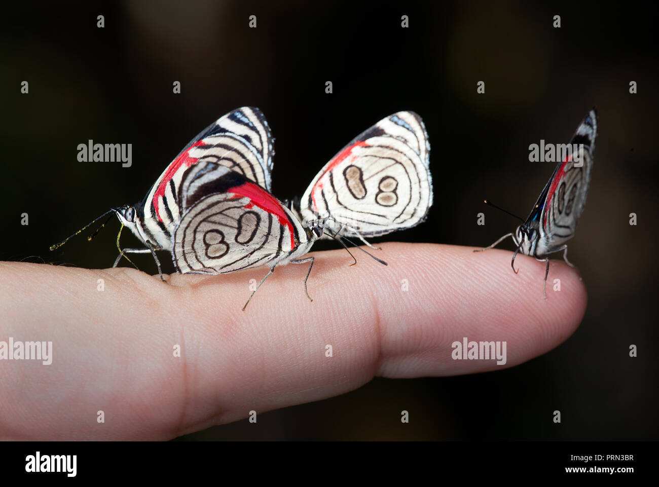 Four butterflies on one finger Stock Photo - Alamy