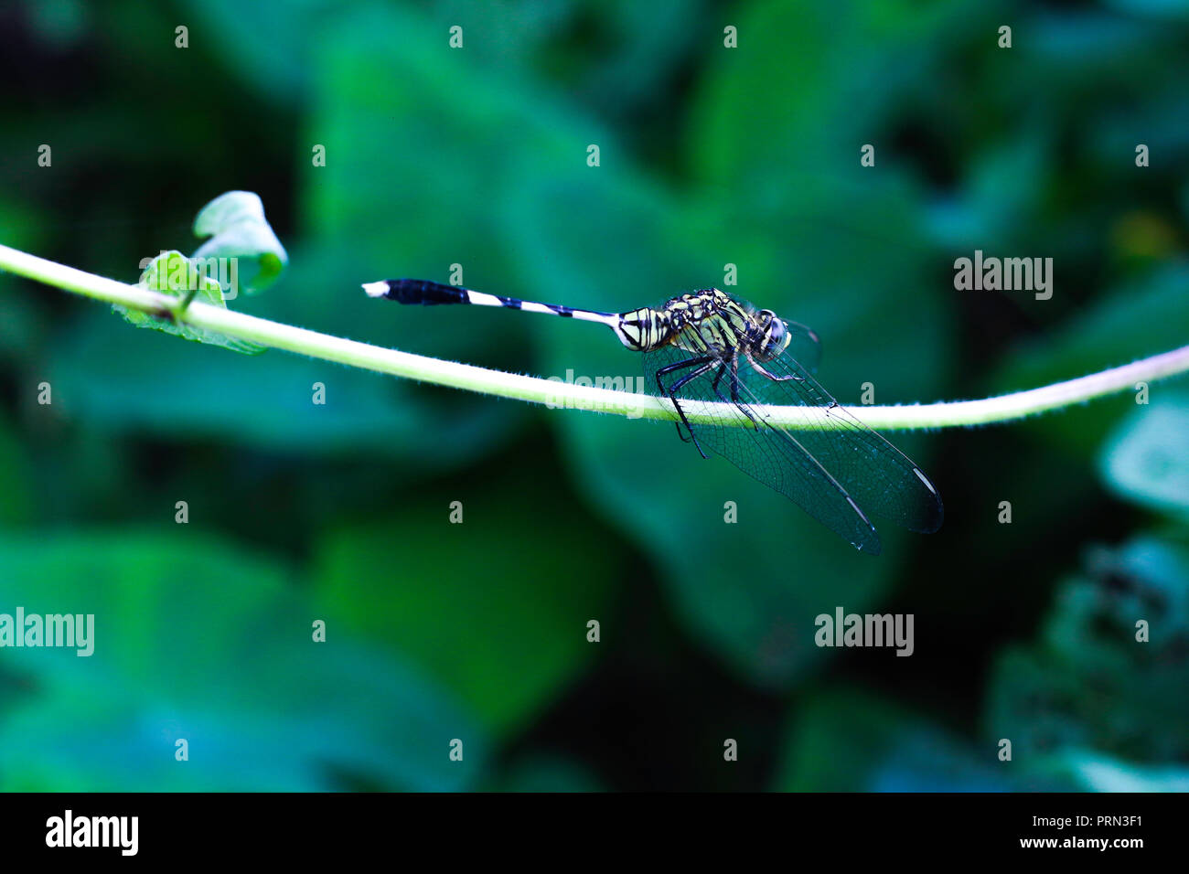 Dragon foring hi-res stock photography and images - Alamy