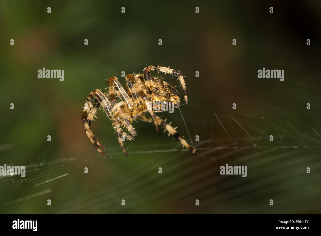 Uk spiders hi-res stock photography and images - Alamy