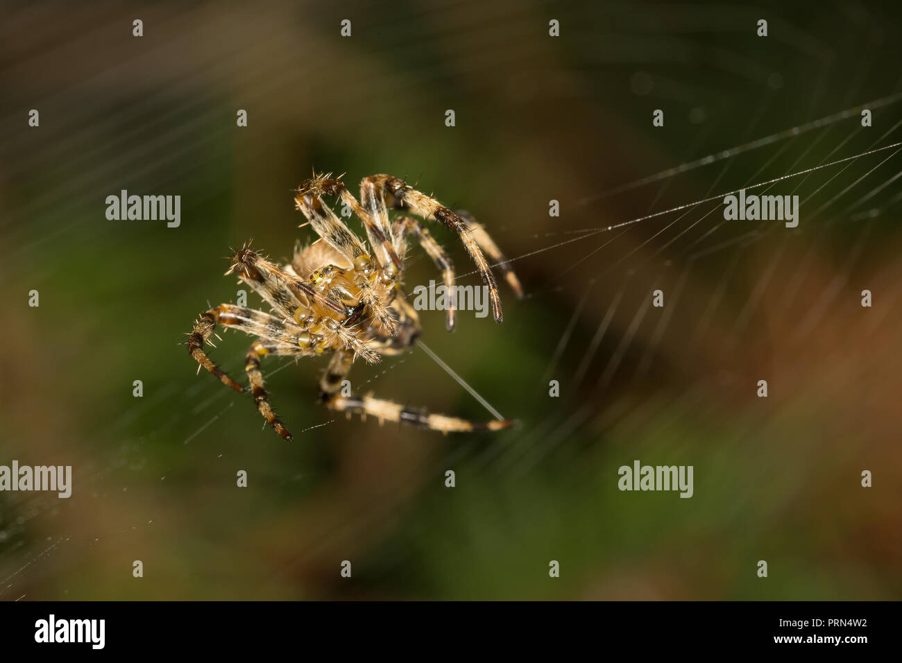 Kidderminster, UK. 3rd October, 2018. UK weather: with warmer daytime ...