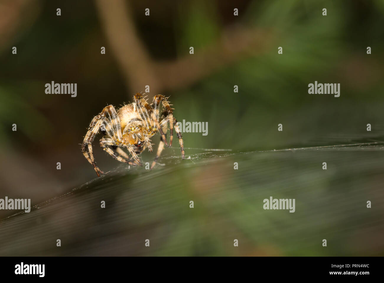 Uk spiders hi-res stock photography and images - Alamy