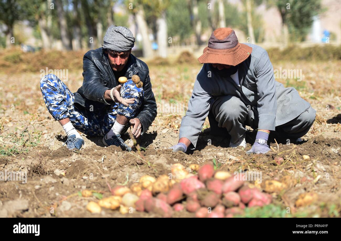 Bamiyan farm hi-res stock photography and images - Alamy