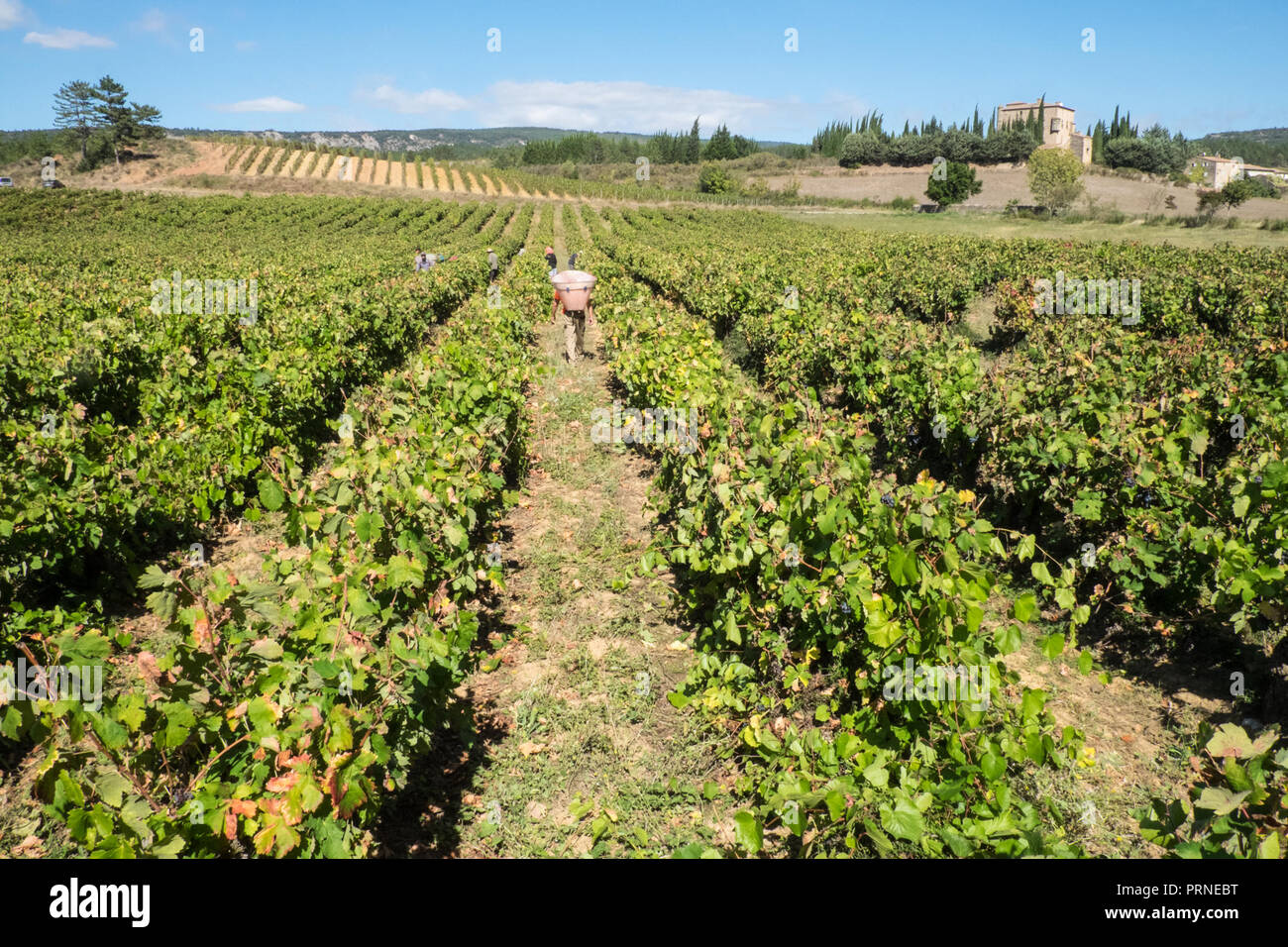 Aude Province, France. 3rd October, 2018. Last French harvest before ...