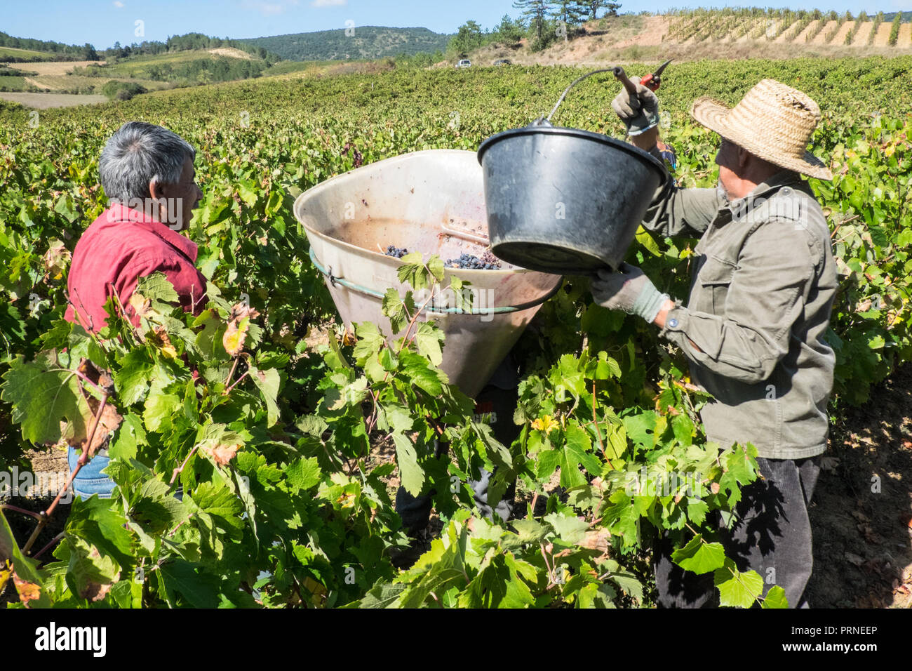 Aude Province, France. 3rd October, 2018. Last French harvest before ...
