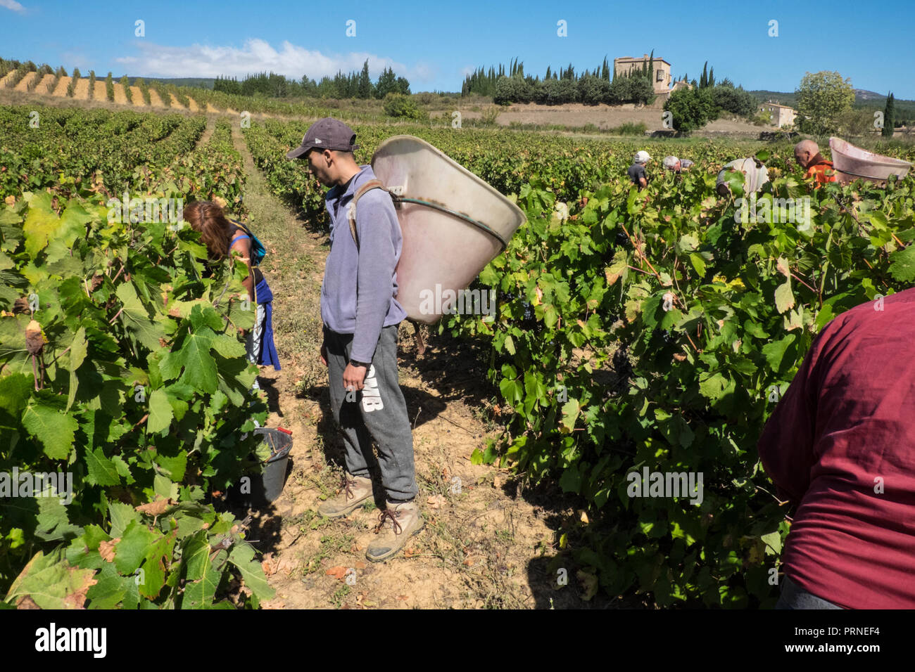Aude Province, France. 3rd October, 2018. Last French harvest before ...
