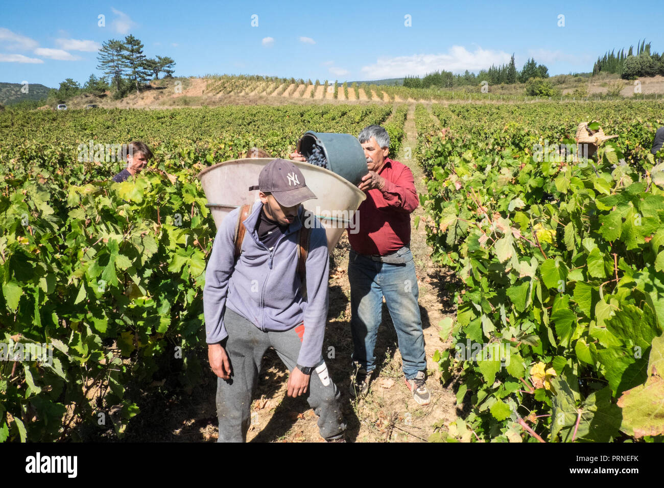 Aude Province, France. 3rd October, 2018. Last French harvest before ...