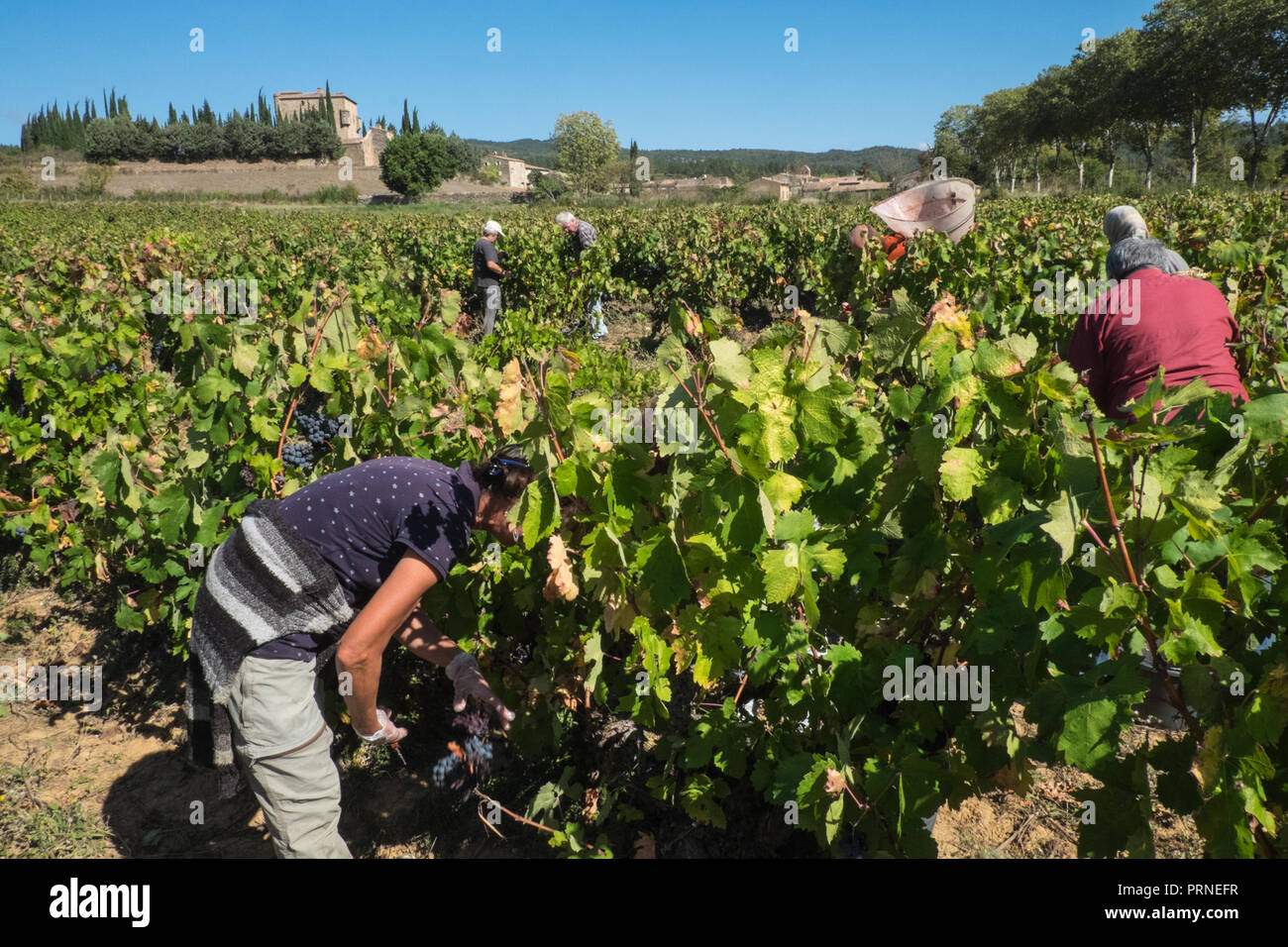 Aude Province, France. 3rd October, 2018. Last French harvest before ...