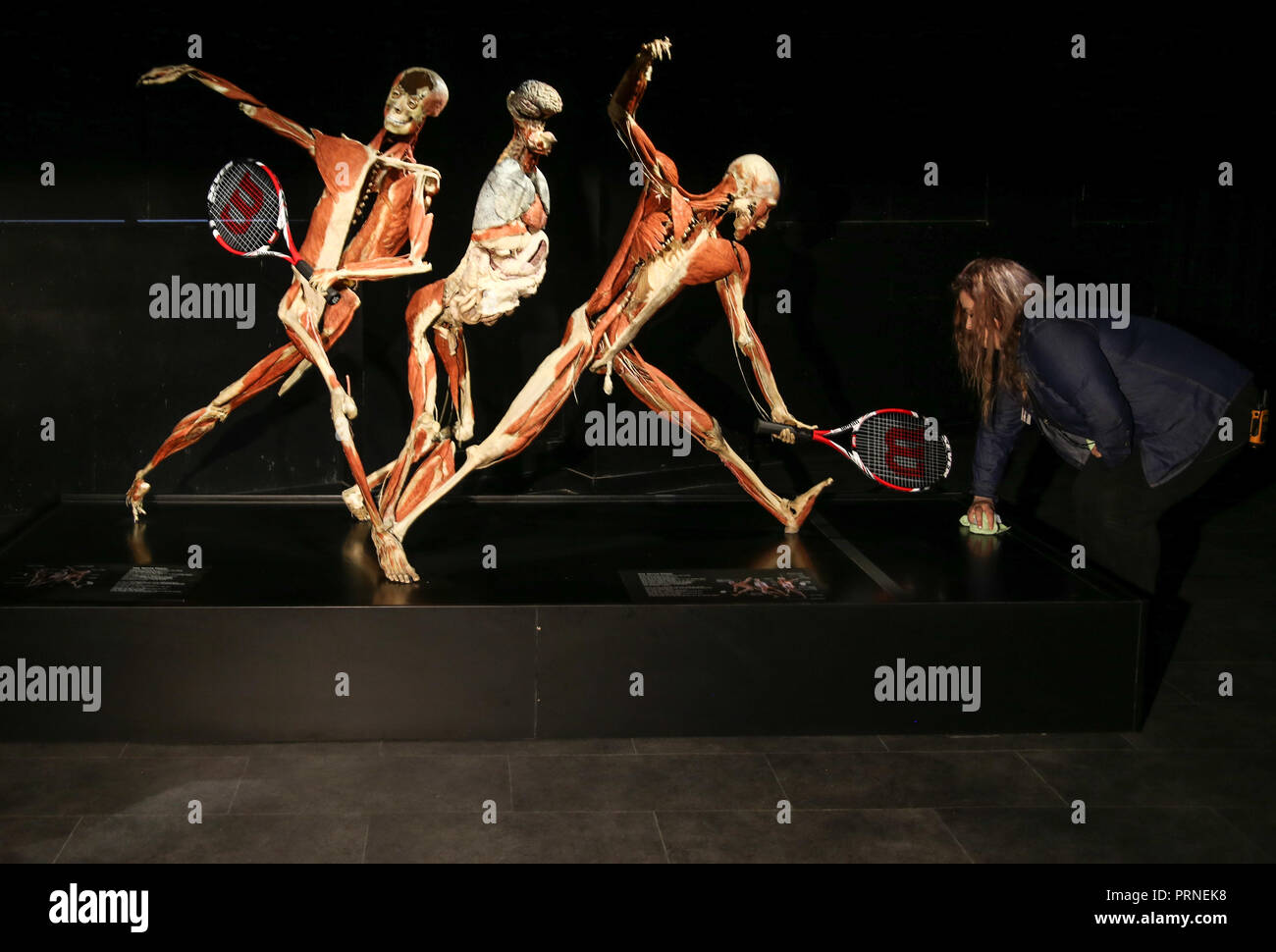 London Uk 04 October 2018 BODY WORLDS creating a permanent London ...