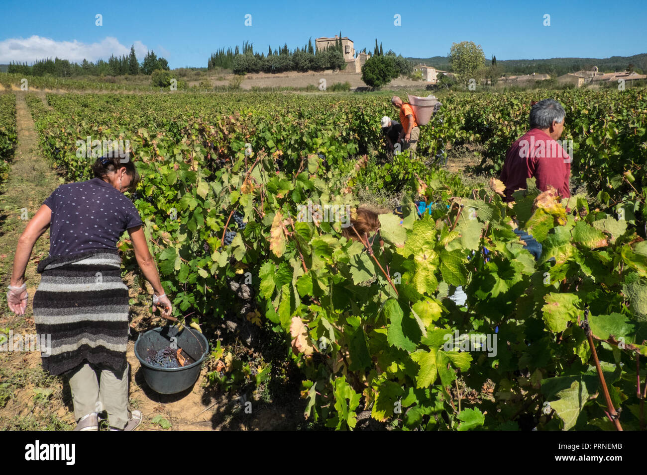 Aude Province, France. 3rd October, 2018. Last French harvest before ...