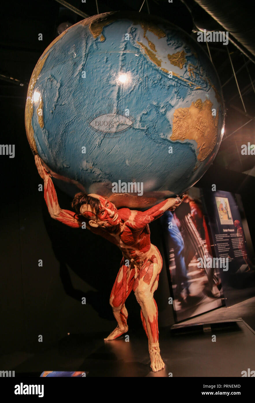London Uk 04 October 2018 BODY WORLDS creating a permanent London ...