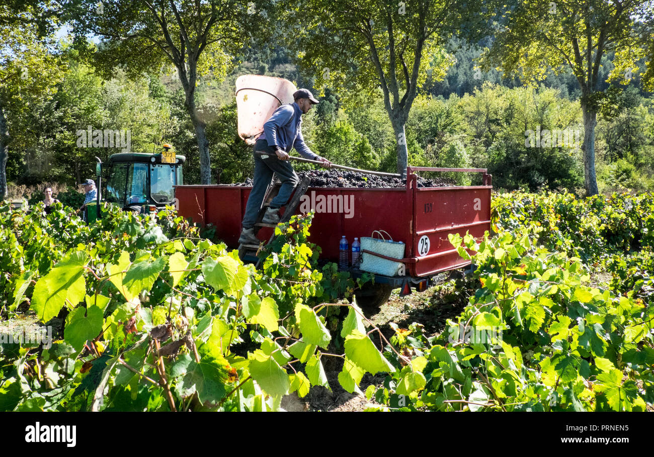 Tractor trailer grape harvesting machine hi-res stock photography and ...