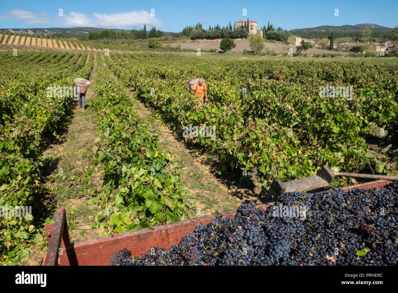 Aude Province, France. 3rd October, 2018. Last French harvest before ...