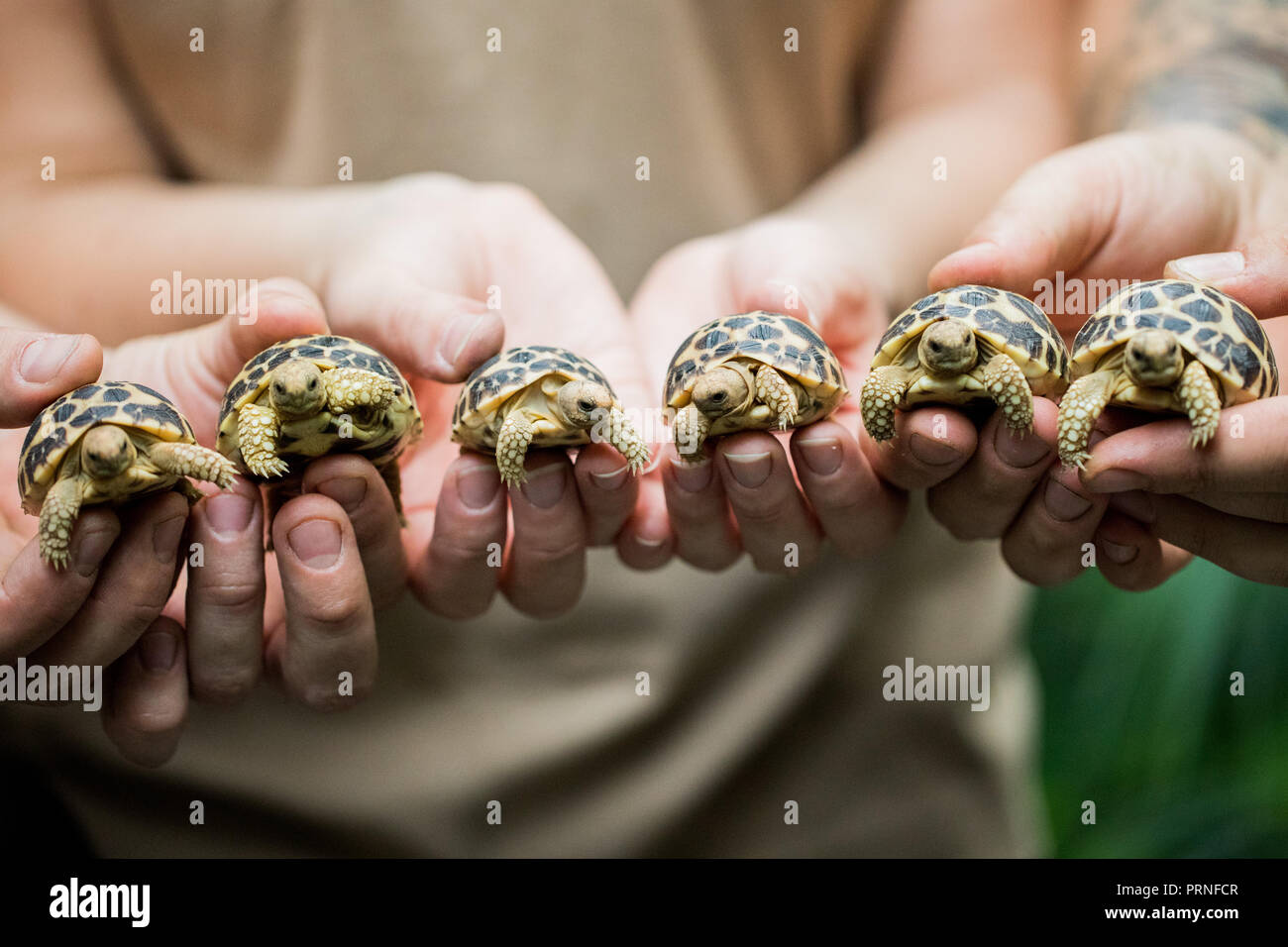 Cologne, Germany. 04 October 2018, North Rhine-Westphalia, Cologne: Zoo ...