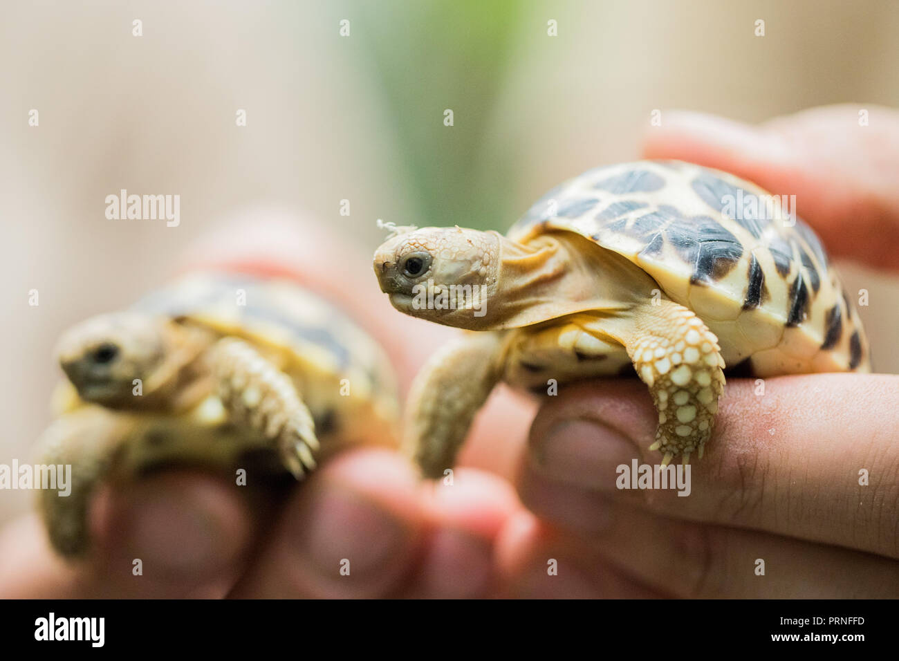 Cologne, Germany. 04 October 2018, North Rhine-Westphalia, Cologne: Zoo ...