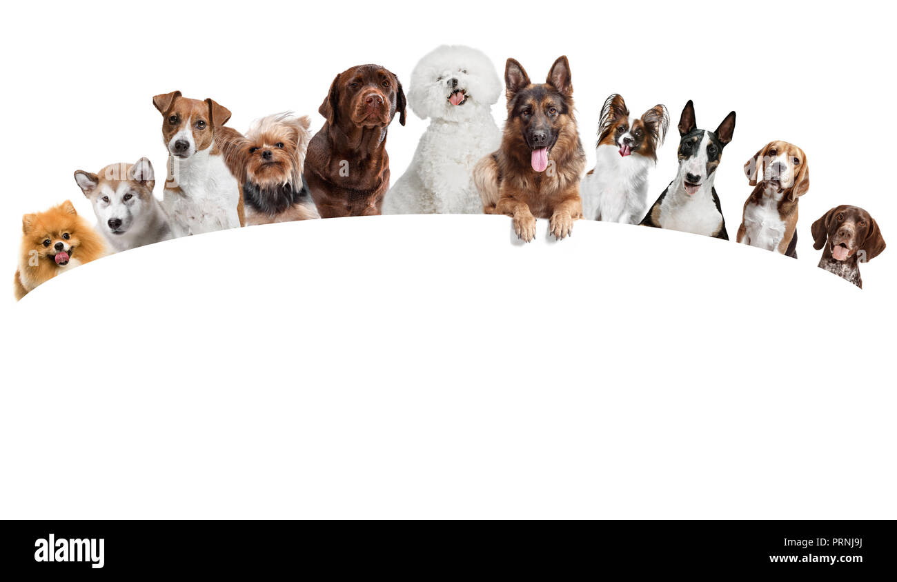 Differents dogs looking at camera isolated on a white studio background ...