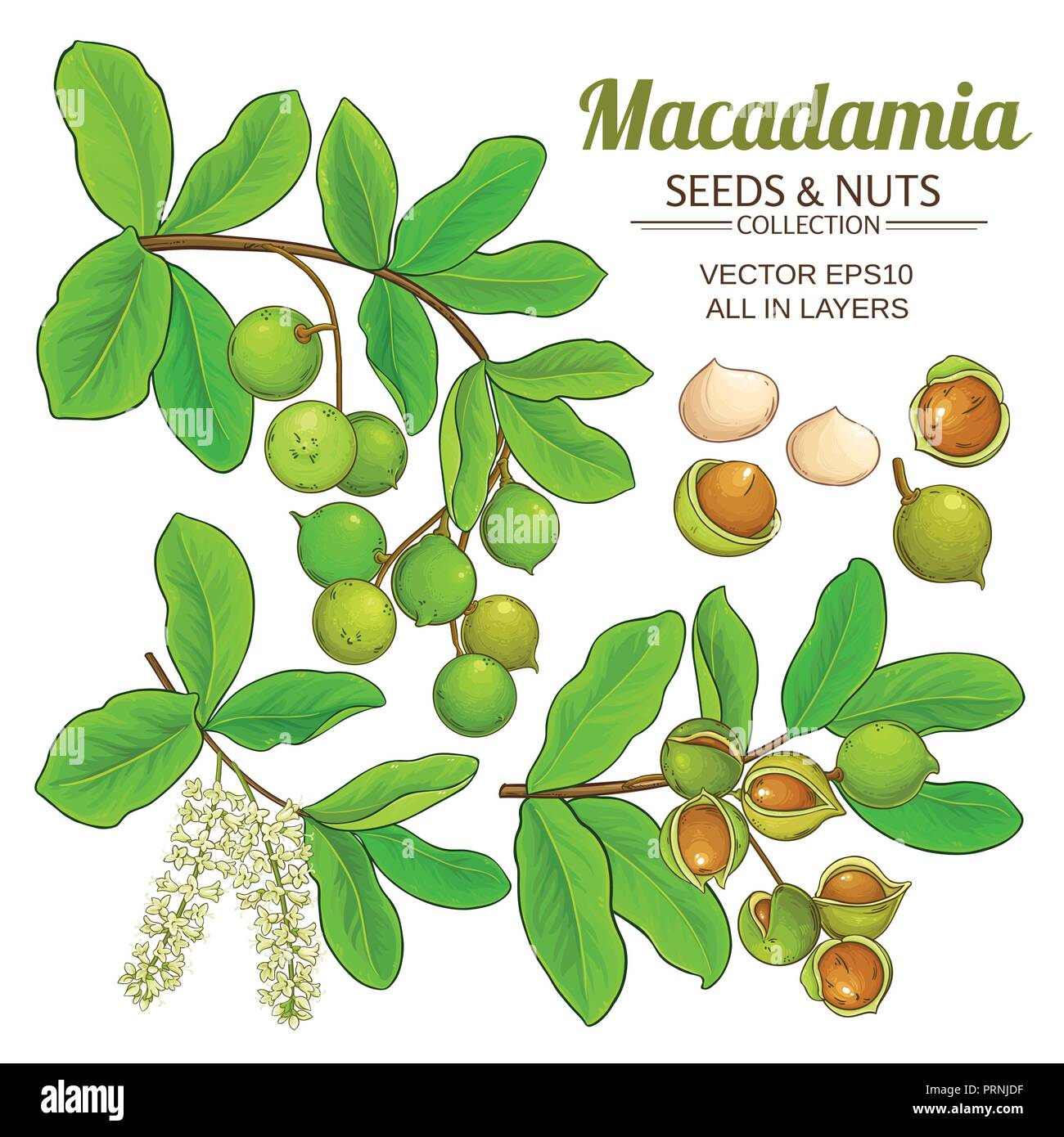 macadamia plant vector isolated on white background Stock Vector Image ...