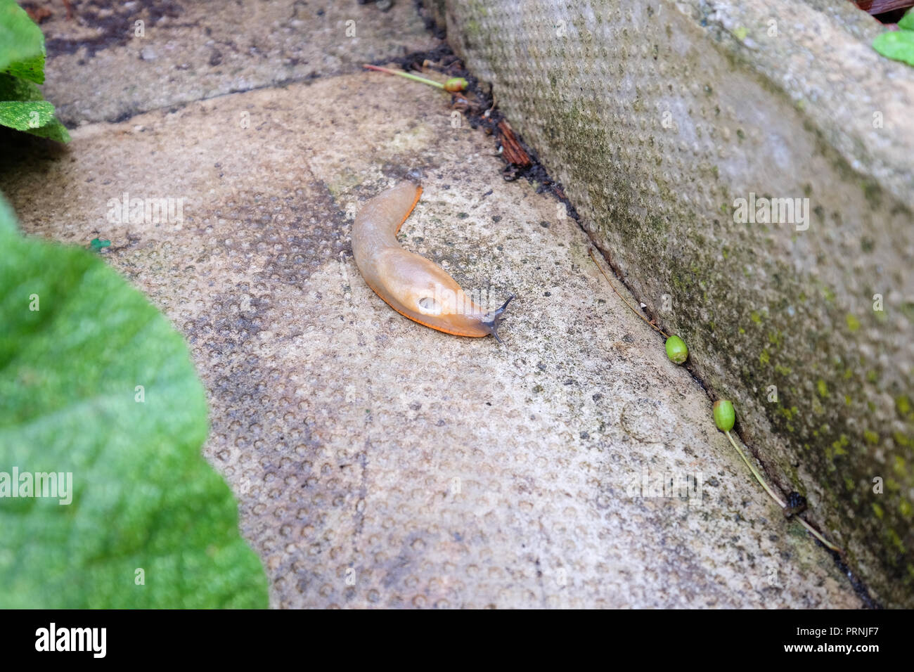 large slug in the garden Stock Photo - Alamy