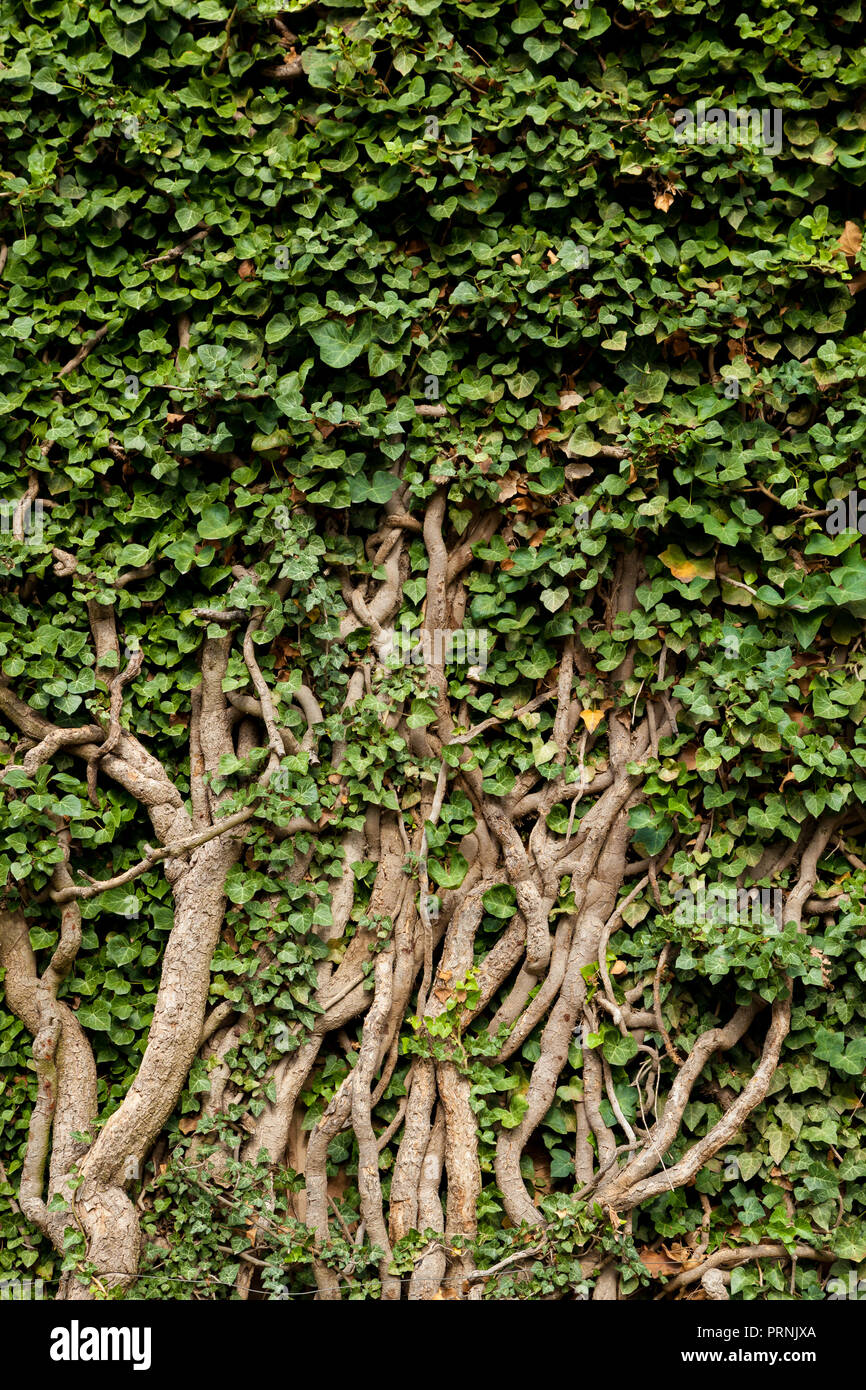 Very old ivy vines climb the building exteriors at Princeton University ...