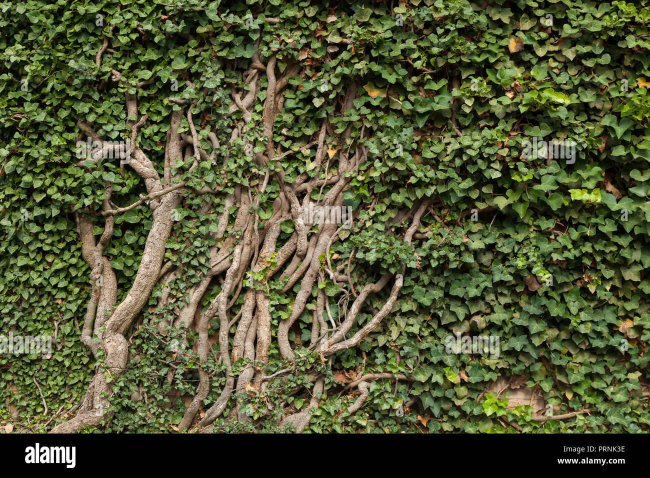 Very old ivy vines climb the building exteriors at Princeton University ...