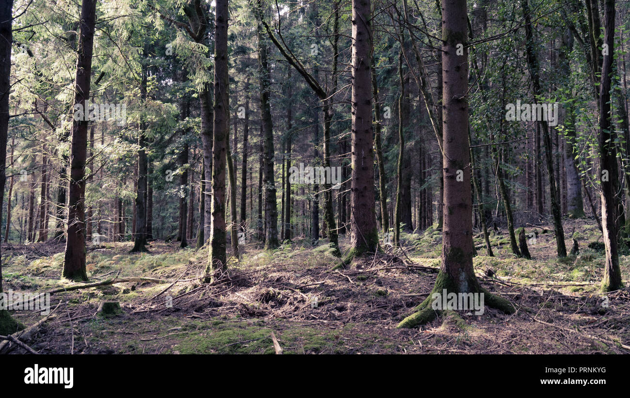 Evil woods hi-res stock photography and images - Alamy