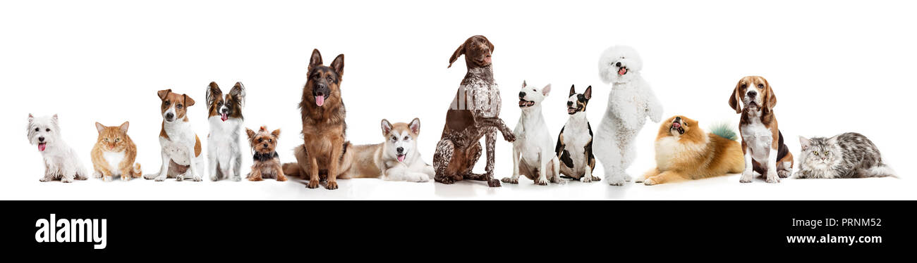 Differents dogs looking at camera isolated on a white studio background ...