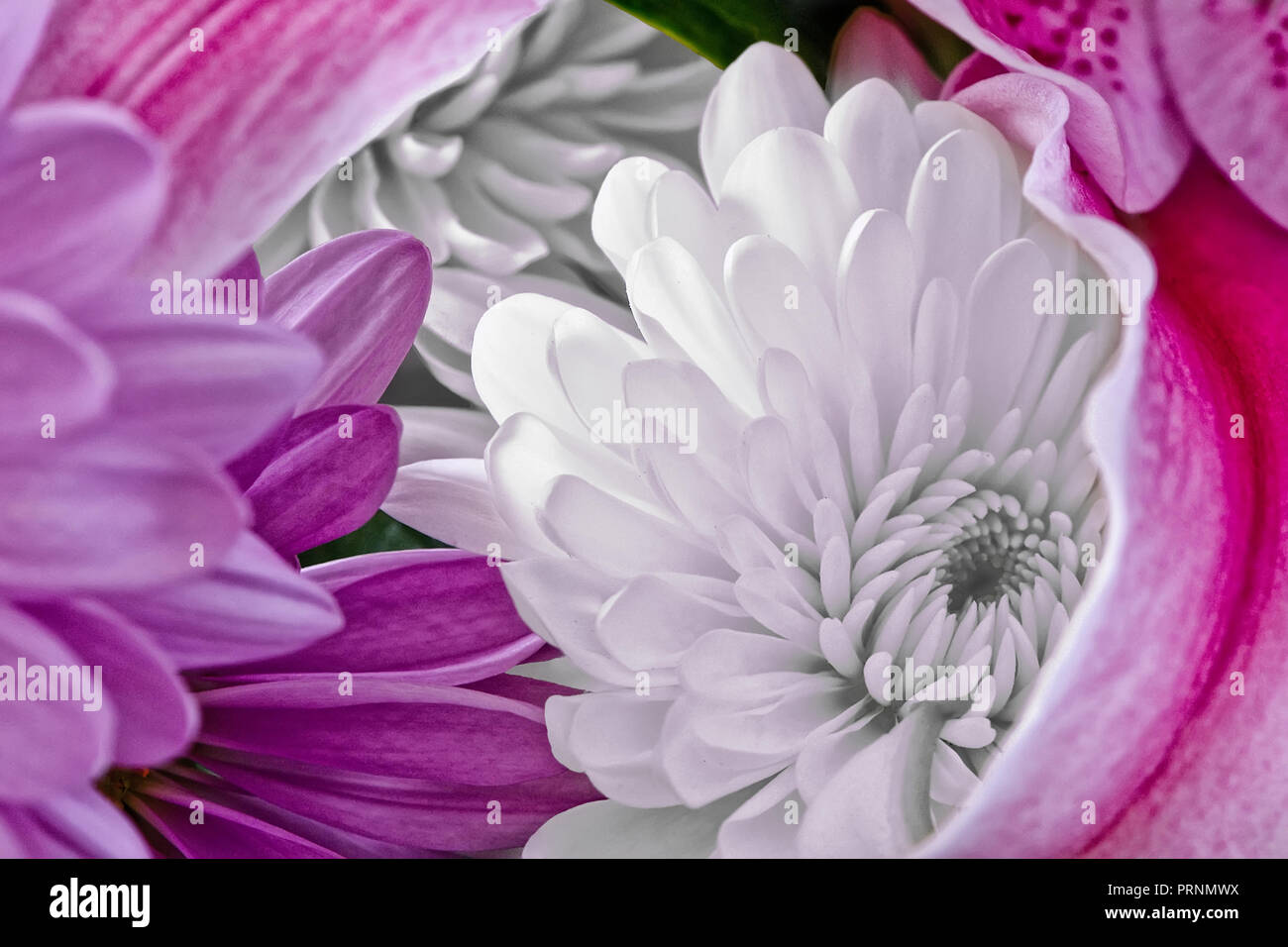 Mixture of flowers Stock Photo - Alamy