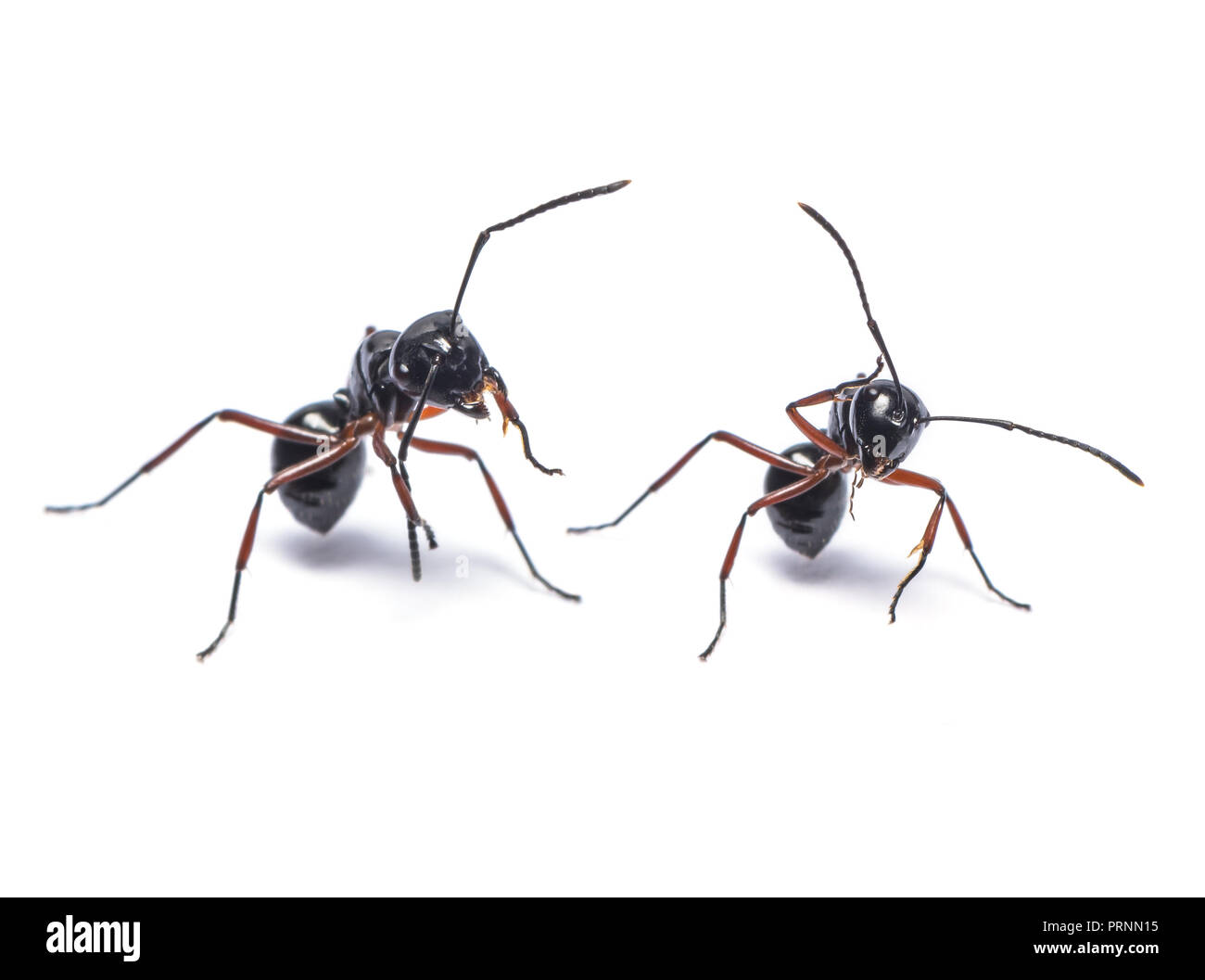 Common black ant hi-res stock photography and images - Alamy