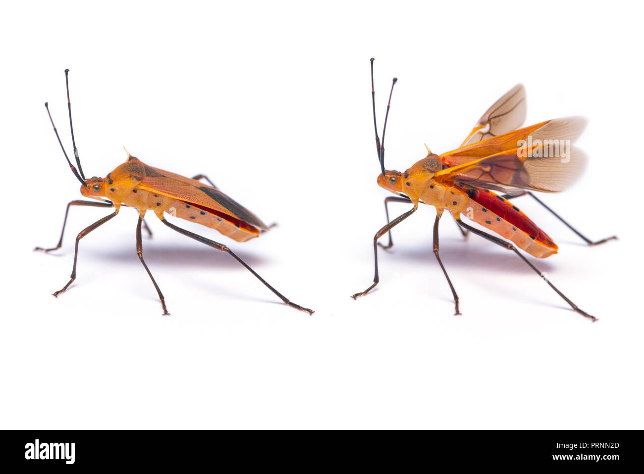 Assassin bug rostrum hi-res stock photography and images - Alamy