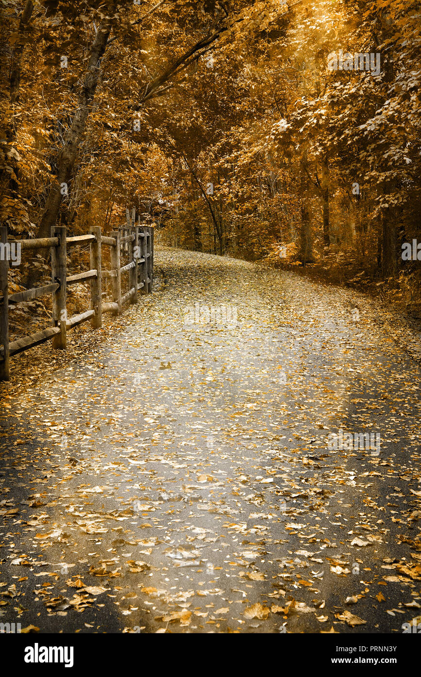 Golden path through woods, split rail fence Stock Photo - Alamy
