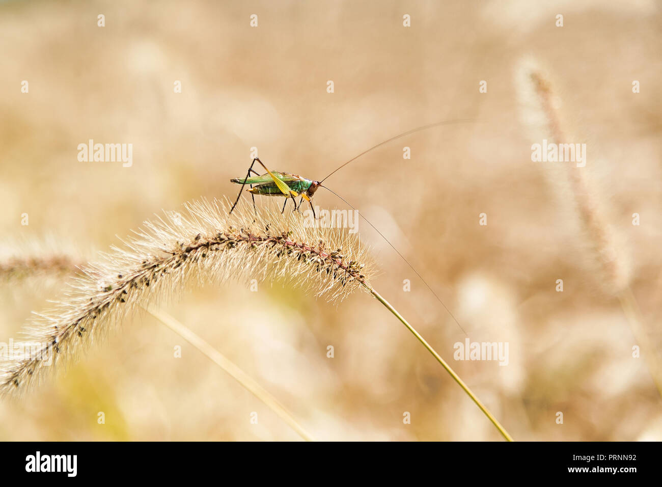 Golden foxtail hi-res stock photography and images - Alamy