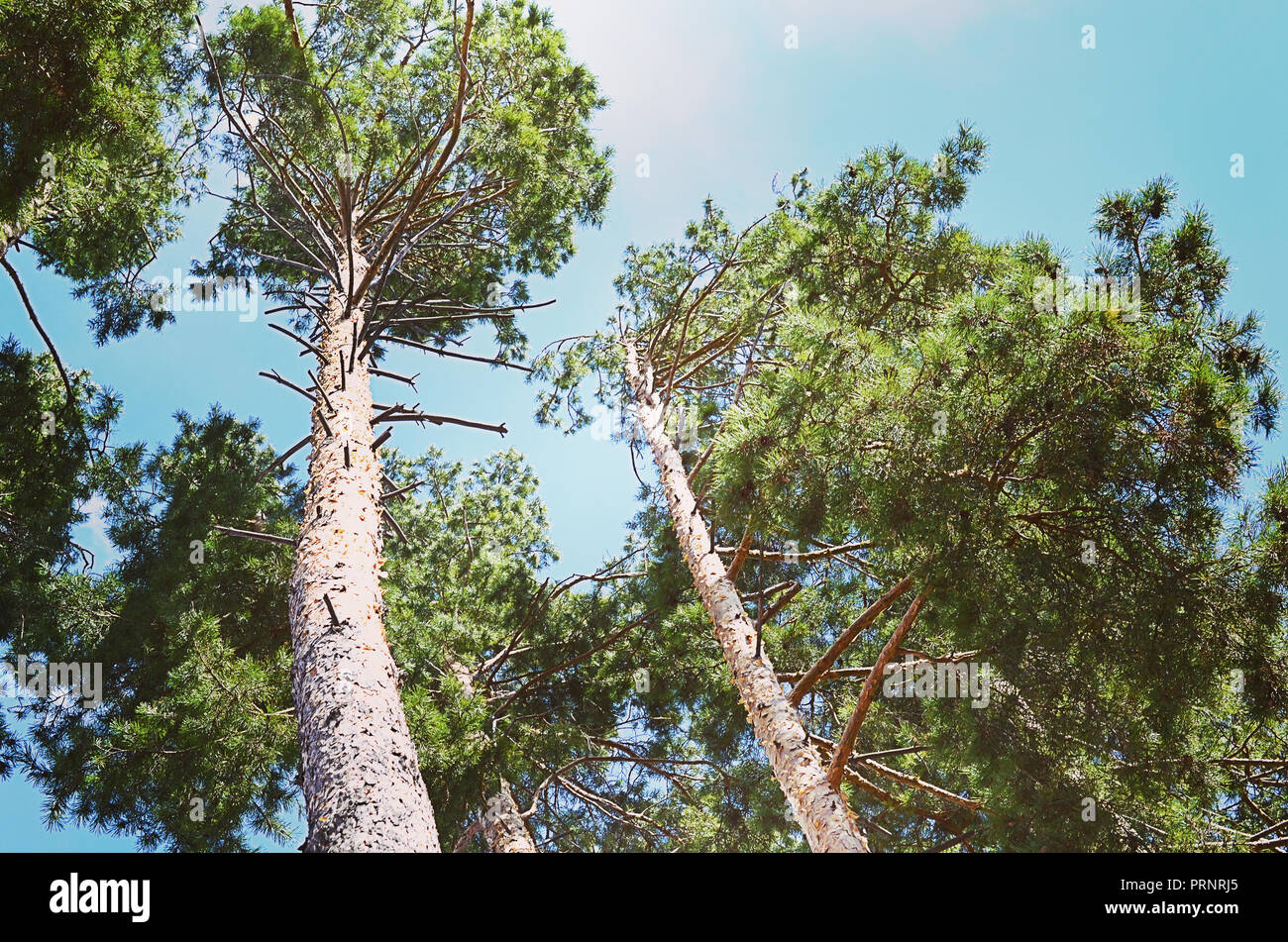 Tops of tree pine in sky with clouds Stock Photo - Alamy