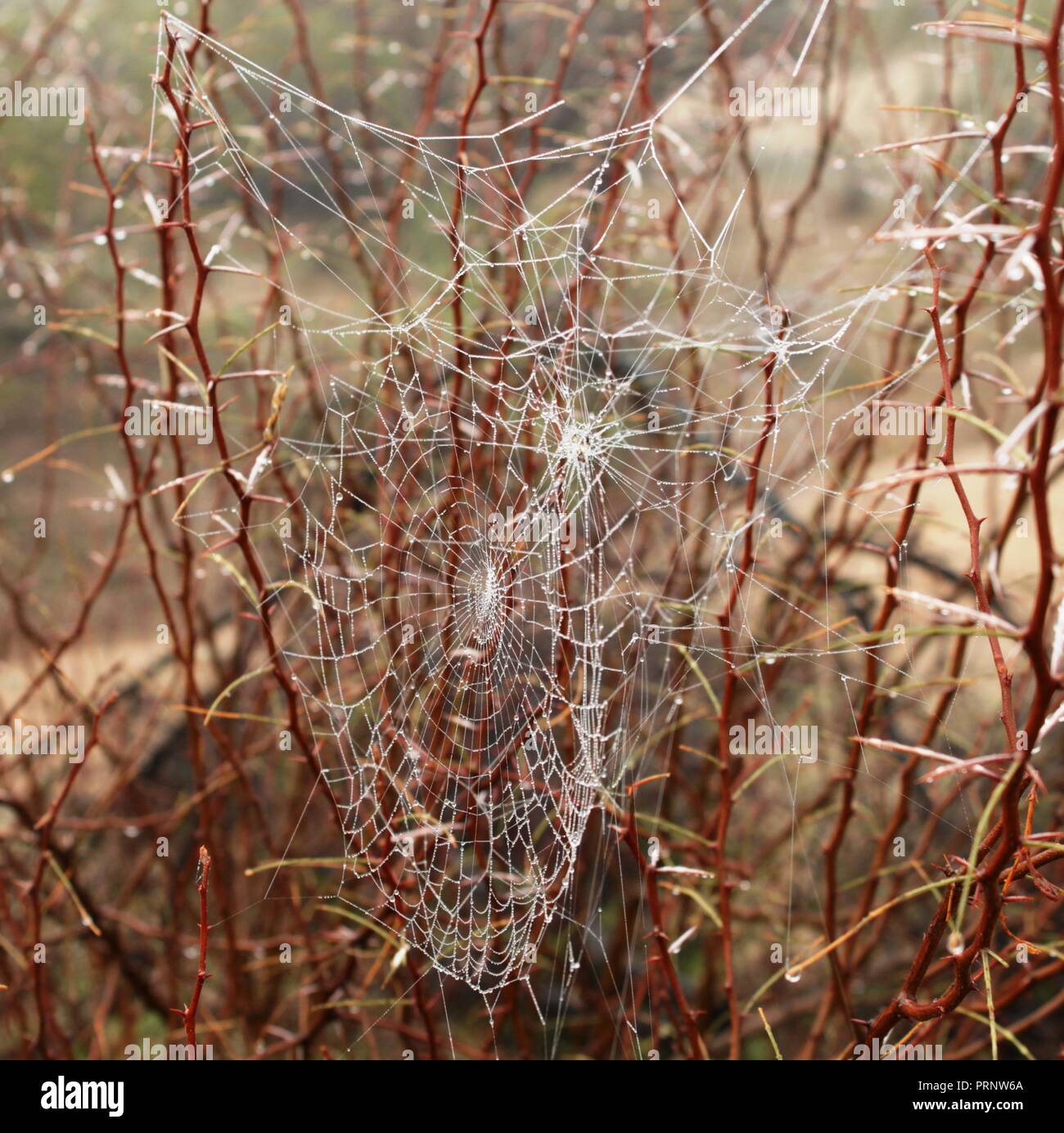 Heebie High Resolution Stock Photography and Images - Alamy