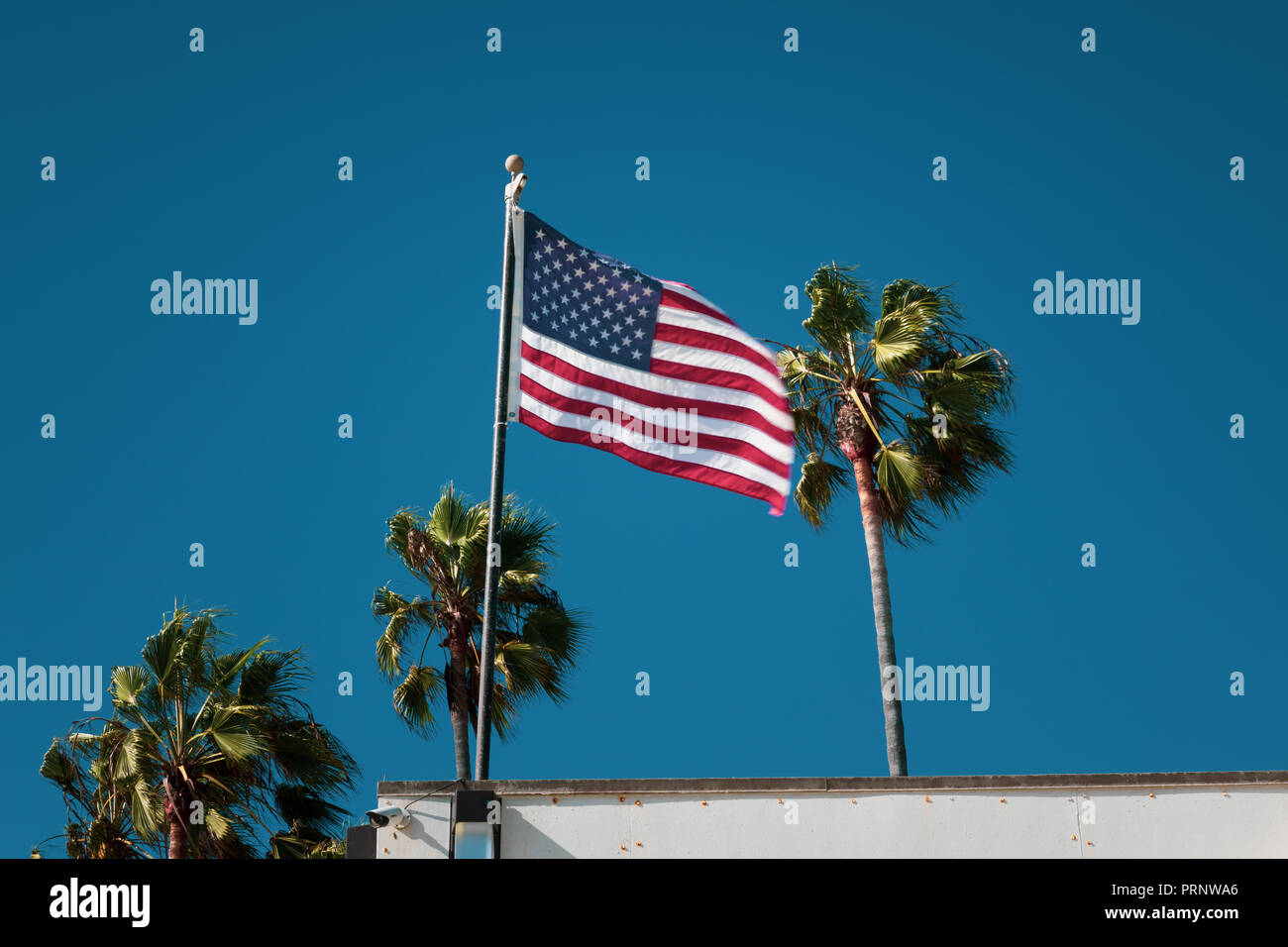 American flag palm tree hi-res stock photography and images - Alamy