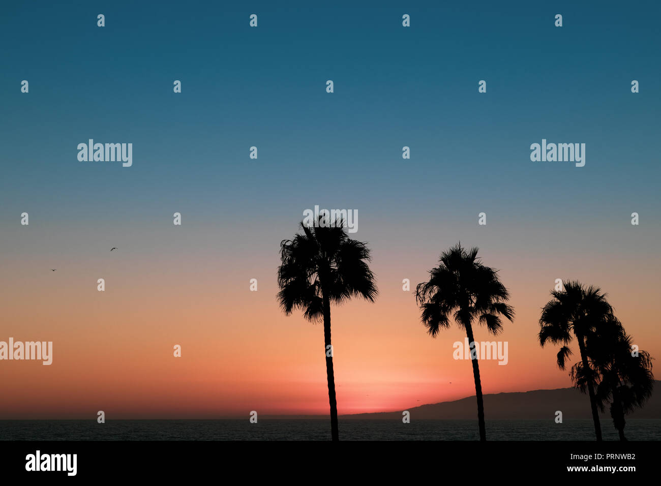 palm trees and sunset Stock Photo - Alamy