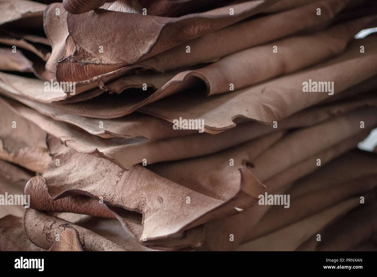 Leathers seen during the leather processing at the leather tannery ...