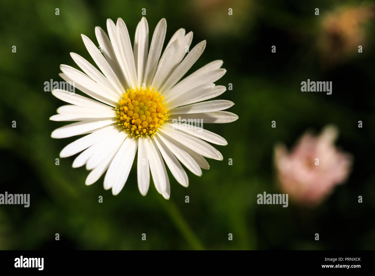 Large white daisy head with yellow centre and soft green yellow and ...