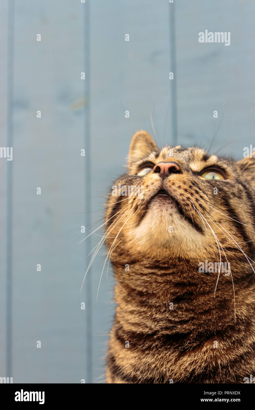 British tabby cat looking up with blue wooden background Stock Photo ...