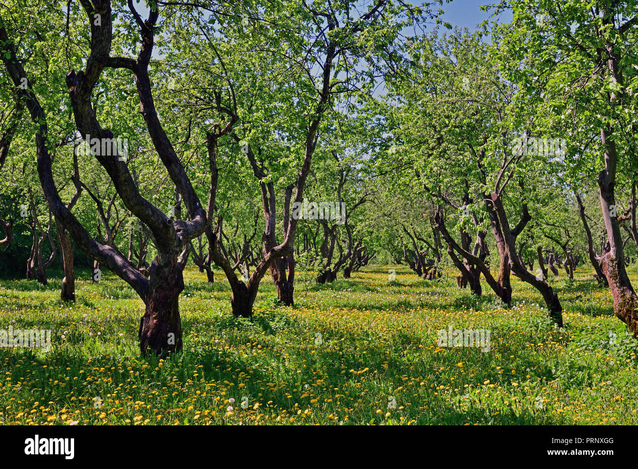 beautiful old apple orchard with a blooming dandelions Stock Photo - Alamy