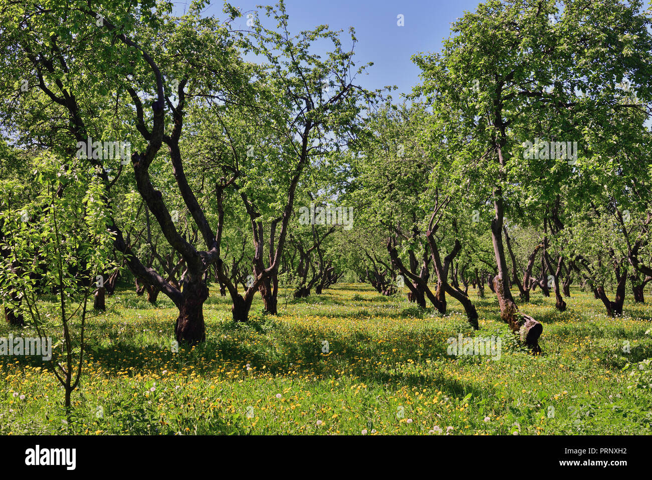 Old apple orchard hi-res stock photography and images - Alamy