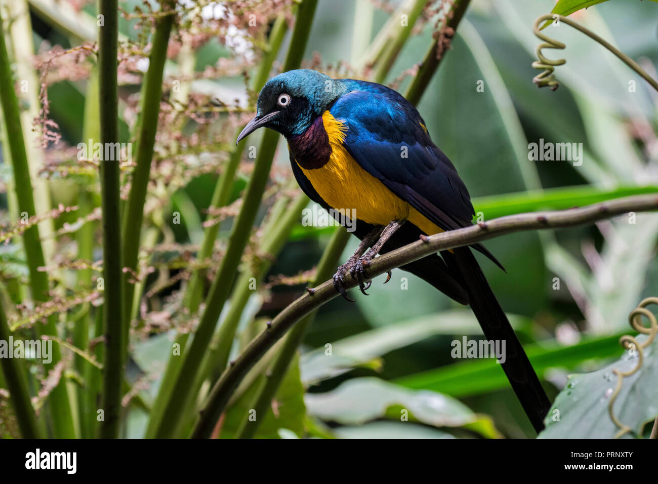 Golden-breasted starling / royal starling (Lamprotornis regius) native ...