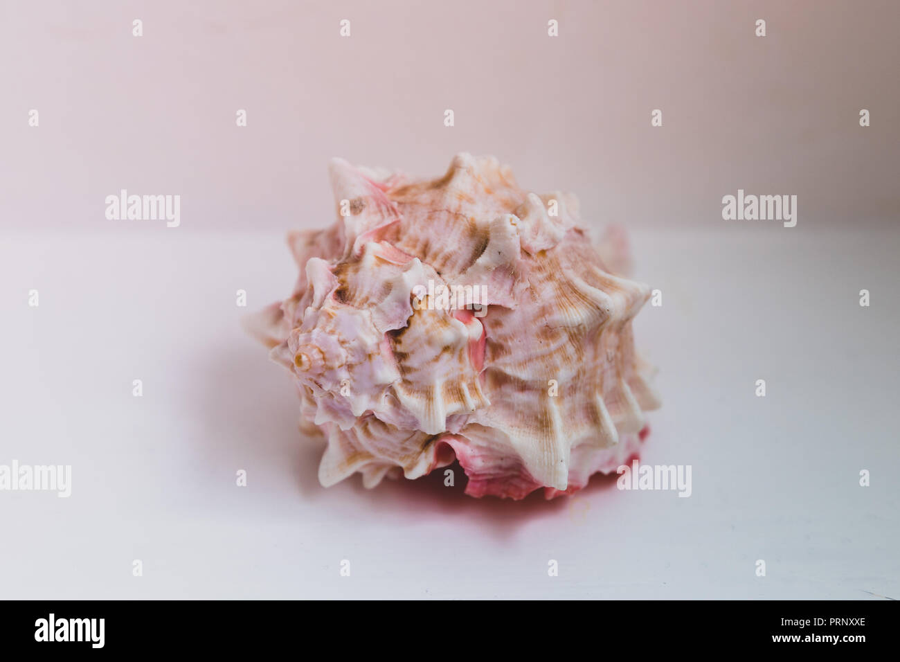 Pink conch pearl hi-res stock photography and images - Alamy