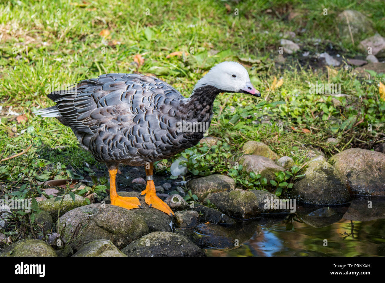Emperor goose (Anser canagicus) on lake bank, native to Alaska, United ...