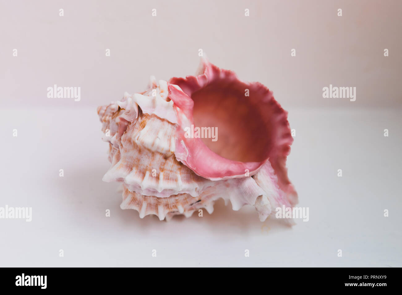 Pink conch pearl hi-res stock photography and images - Alamy