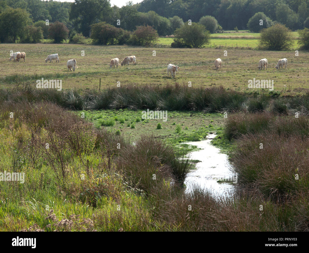 Rural normandy hi-res stock photography and images - Alamy